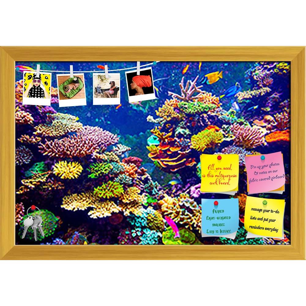 fish display board