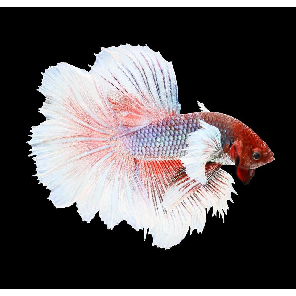 Betta Fish Canvas Painting Synthetic Frame – ArtzFolio.com