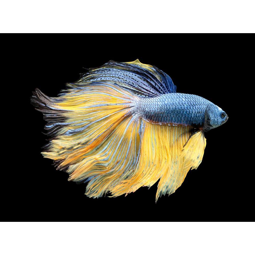 Betta Fish Canvas Painting Synthetic Frame – ArtzFolio.com
