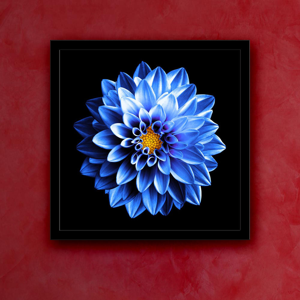 dahlia flower artwork
